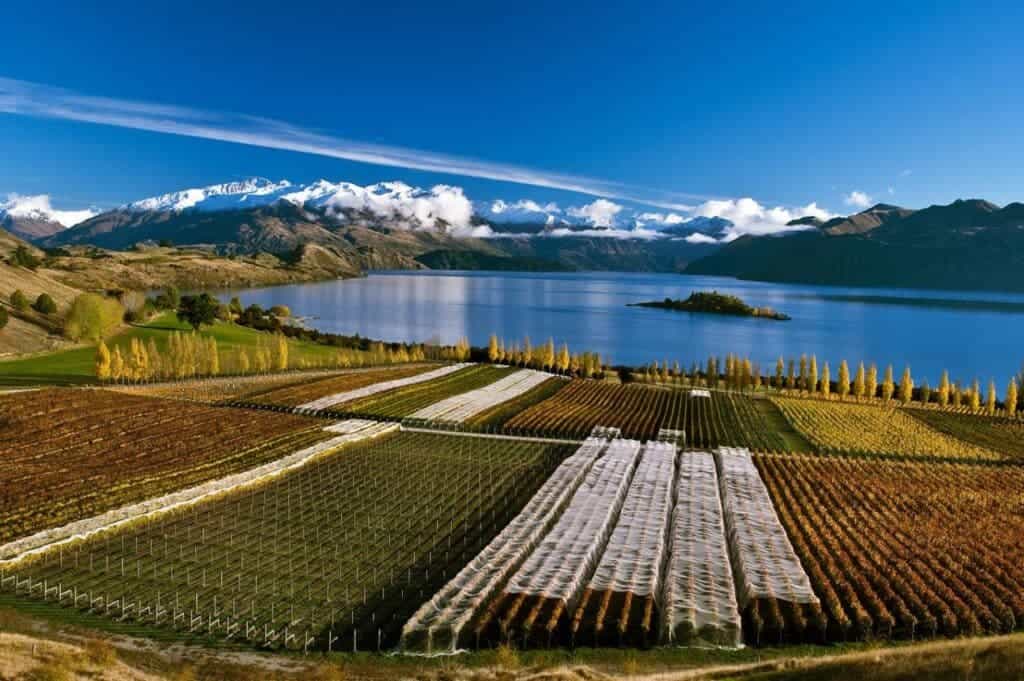 Winetalk er til alle, der elsker god vin og mad - winetalk.dk