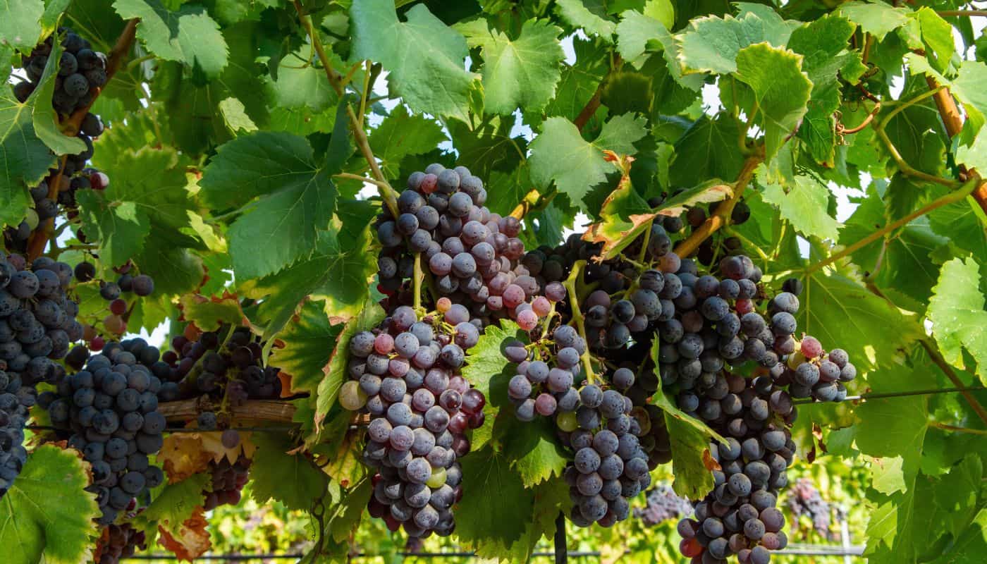 Mazuelo - winetalk.dk